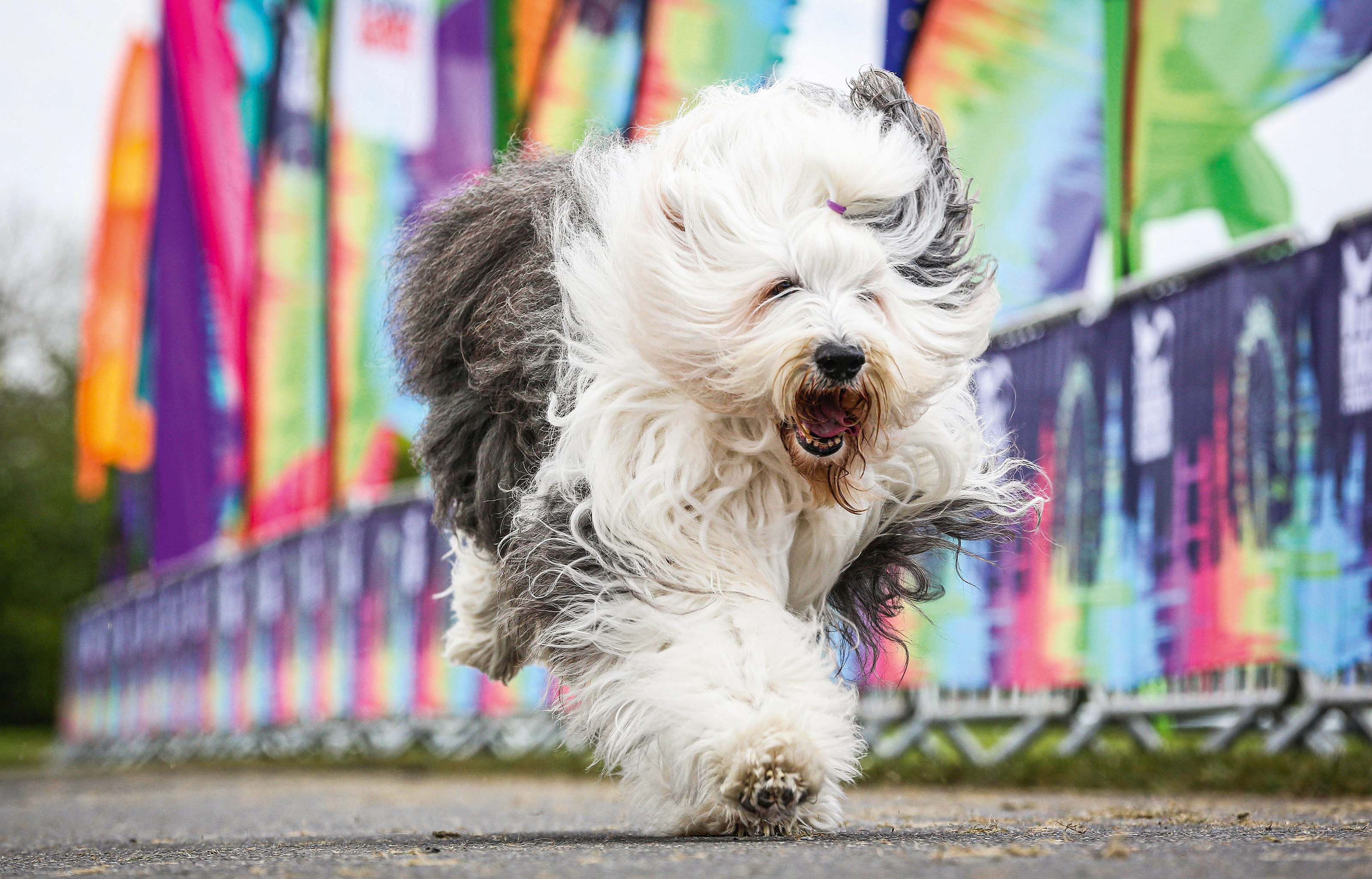 Celebrating 60 Years of the Dulux Dog | Old English Sheepdogs | Dulux